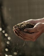 Hash-Sorten im Vergleich – Unterschiede & Wirkung