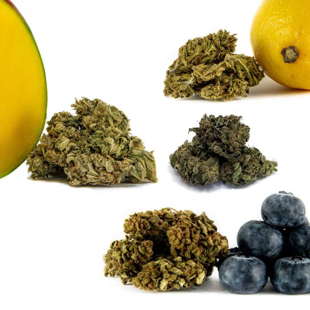 CBD Blüten günstig & in Bio-Qualität kaufen | CBDdiscounter.de