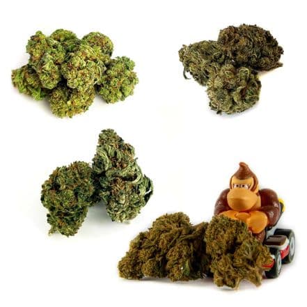 CBD Blüten günstig & in Bio-Qualität kaufen | CBDdiscounter.de